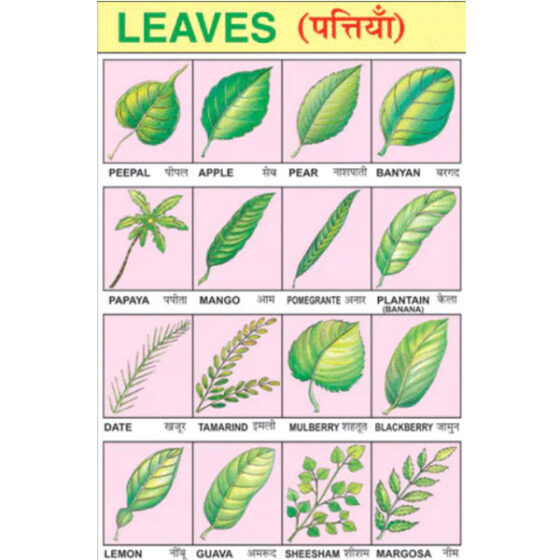 Laboratory Charts | Laminated | Rexine | Educational charts
