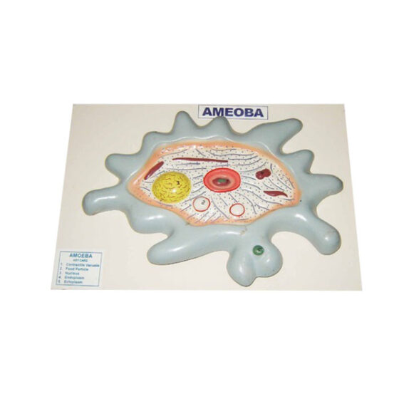 Laboratory Models , Scientific Models Supplier , Exporter